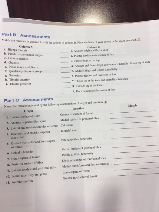 Solved Part B Assessments atch the muscles in column A with | Chegg.com