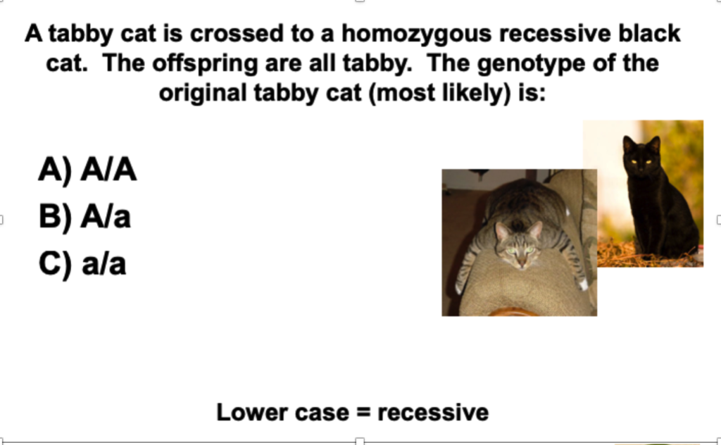 Solved A tabby cat is crossed to a homozygous recessive | Chegg.com