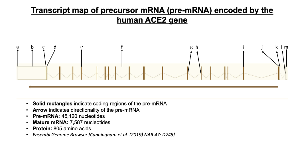 Solved Transcript map of precursor mRNA (pre-mRNA) encoded | Chegg.com