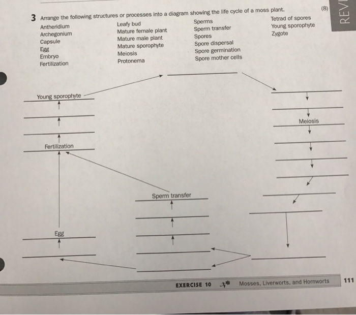 Solved 3 Arrange the following structures or processes into | Chegg.com