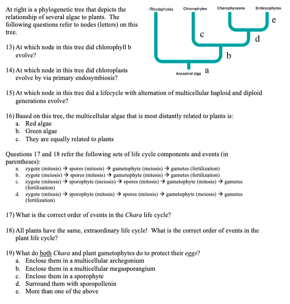 At right is a phylogenetic tree that depicts the | Chegg.com