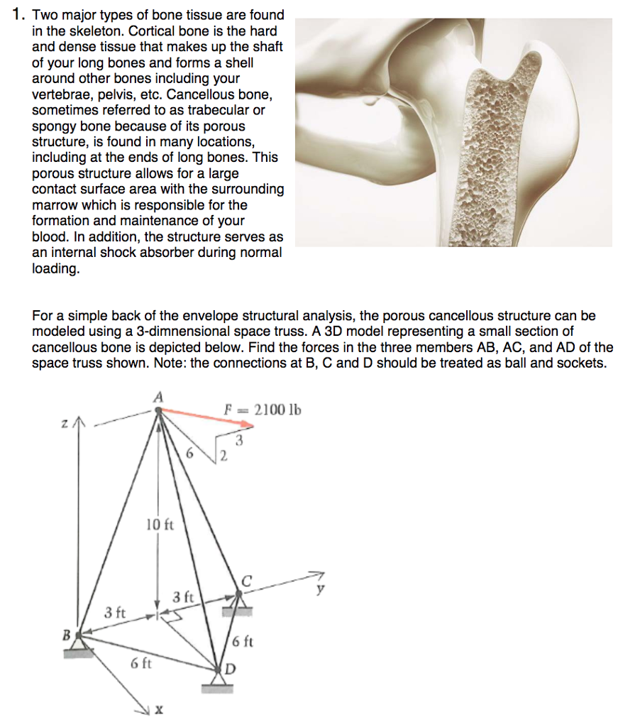 Solved 1 Two Major Types Of Bone Tissue Are Foundd In The Chegg