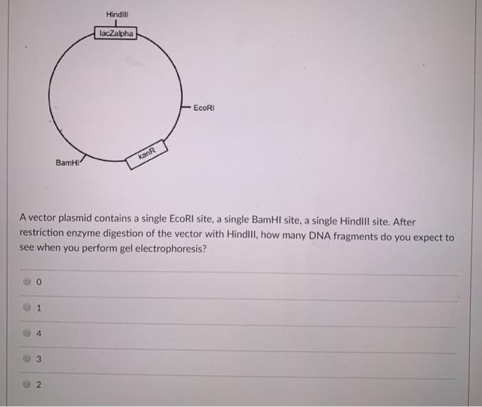 Solved Hindlll lacZalpha EcoRI BamHl A vector plasmid | Chegg.com
