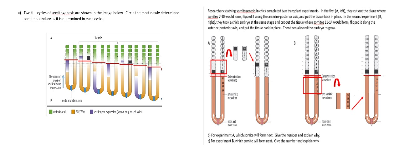 a) Two full cycles of somitogenesis are shown in the | Chegg.com