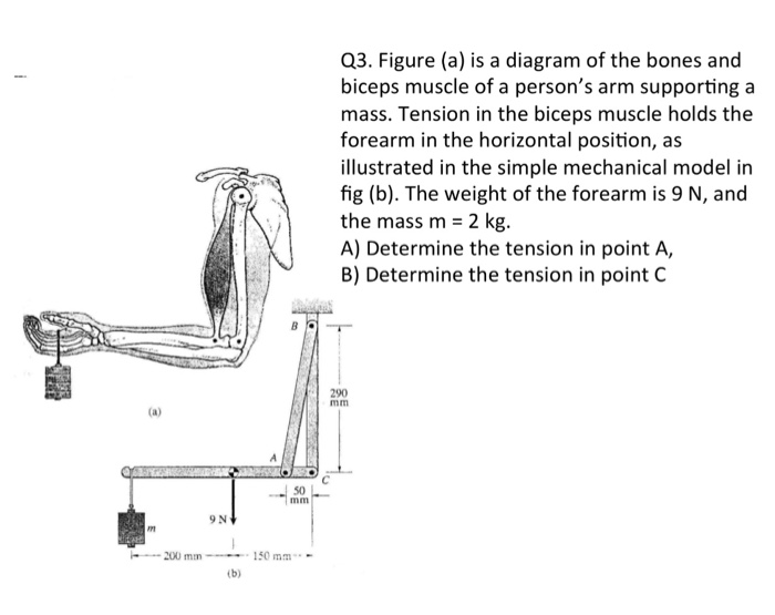 Solved Q3. Figure (a) is a diagram of the bones and biceps | Chegg.com