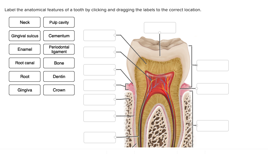 Solved Label the anatomical features of a tooth by clicking | Chegg.com