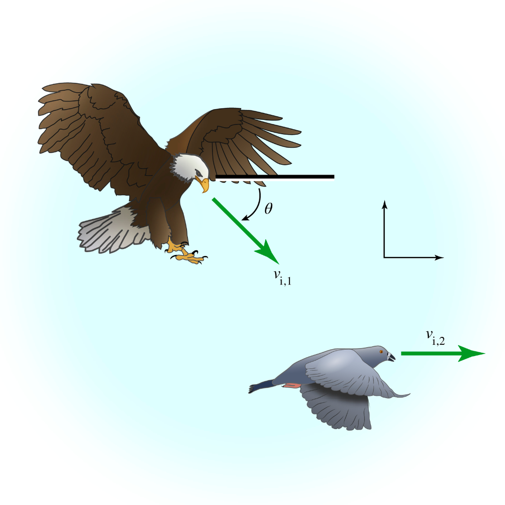 Solved The mass of a particular eagle is twice that of a | Chegg.com