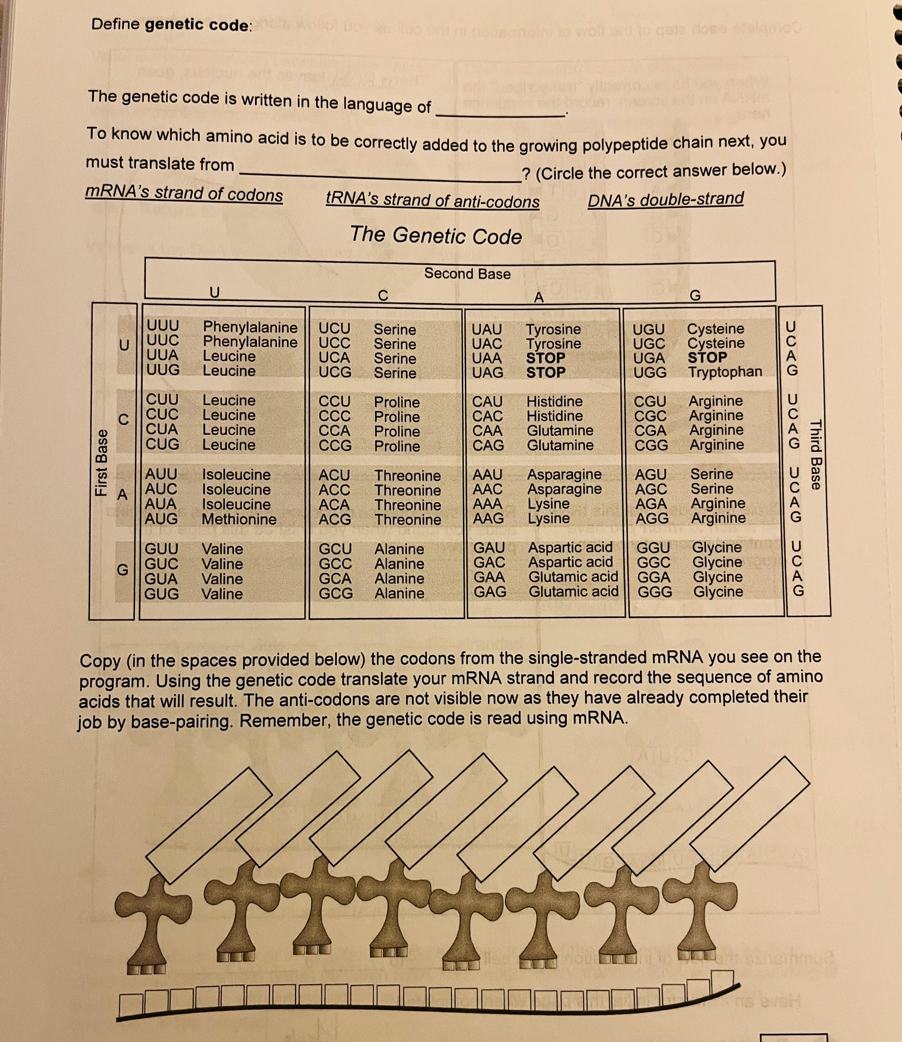 Solved 2. In humans, the allele for normal skin pigmentation | Chegg.com