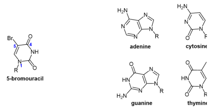 Solved 5-Bromouracil is a compound that is known to induce | Chegg.com