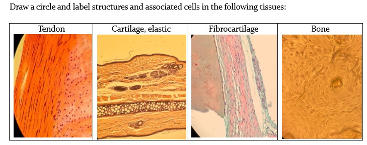 Solved Draw a circle and label structures and associated | Chegg.com