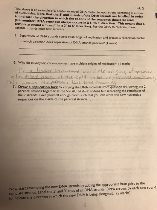 Solved The above is an example of a double stranded DNA | Chegg.com