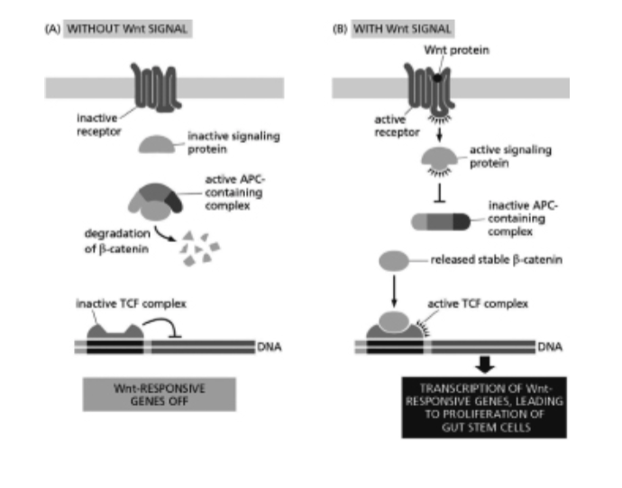Solved Your studies in cell biology have revealed how APC, a | Chegg.com