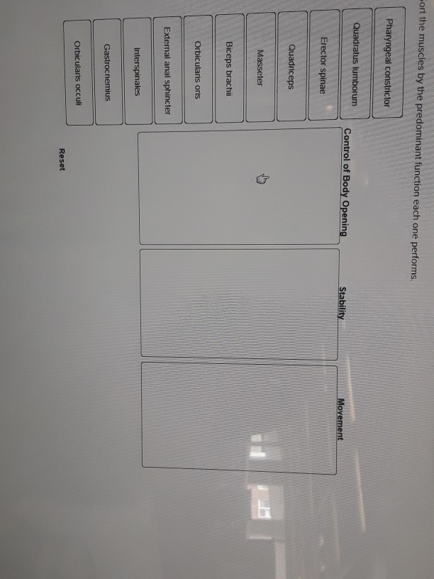 Solved ort the muscles by the predominant function each one | Chegg.com