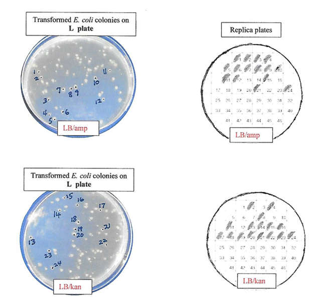 Solved As the image below shows, 12 colonies (labeled 1-12) | Chegg.com