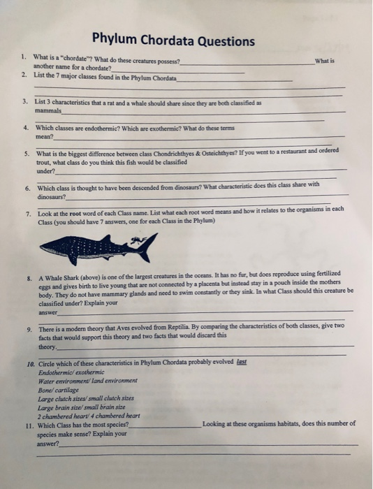 Solved Phylum Chordata Questions 1. What is a "chordate"? | Chegg.com
