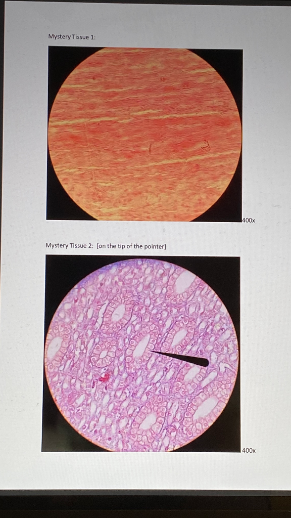 Solved 1 PART II: Microscopic Examination of Tissues In the | Chegg.com