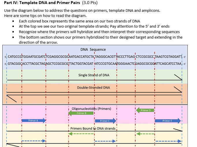 Solved Part IV: Template DNA and Primer Pairs ( 3.0 Pts) Use | Chegg.com