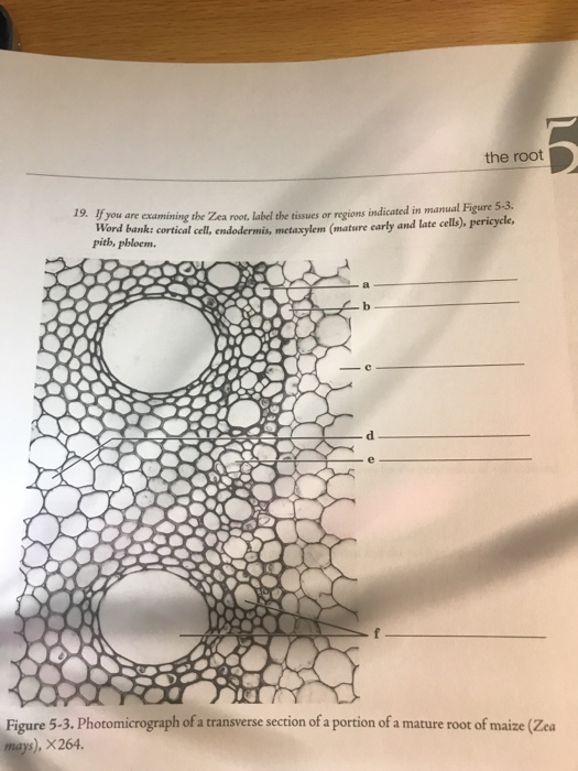 Zea Root Cross Section