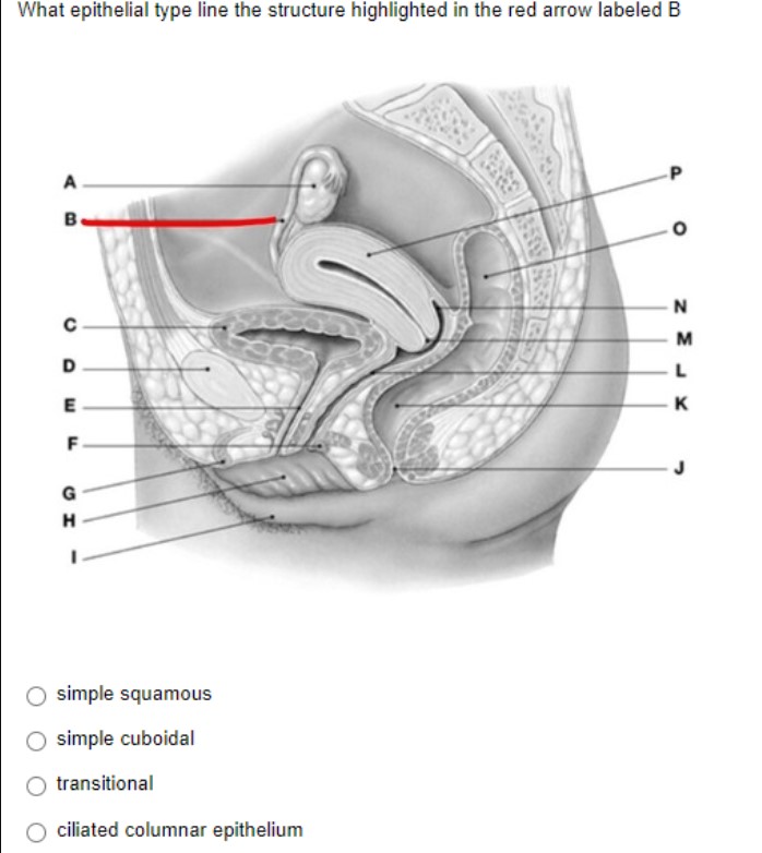Solved What epithelial type line the structure highlighted | Chegg.com