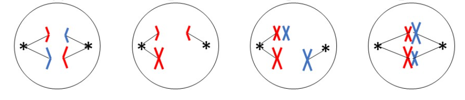 Solved K Xx 2 X х Xx Х Х Х X