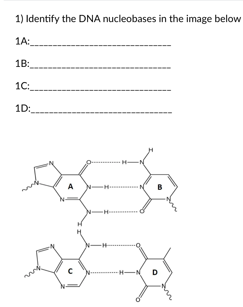 Solved 1) Identify the DNA nucleobases in the image below | Chegg.com