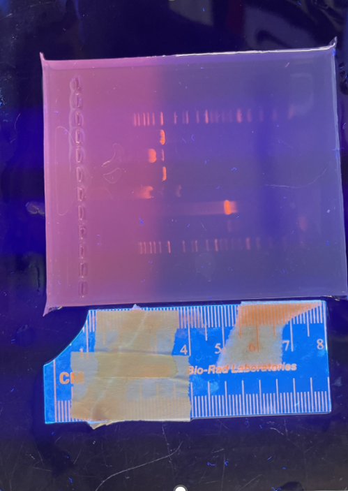 Solved 1 Attach your log-linear graph with standard | Chegg.com