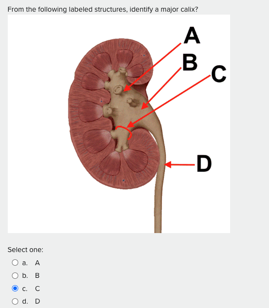 Solved From the following labeled structures, identify the | Chegg.com