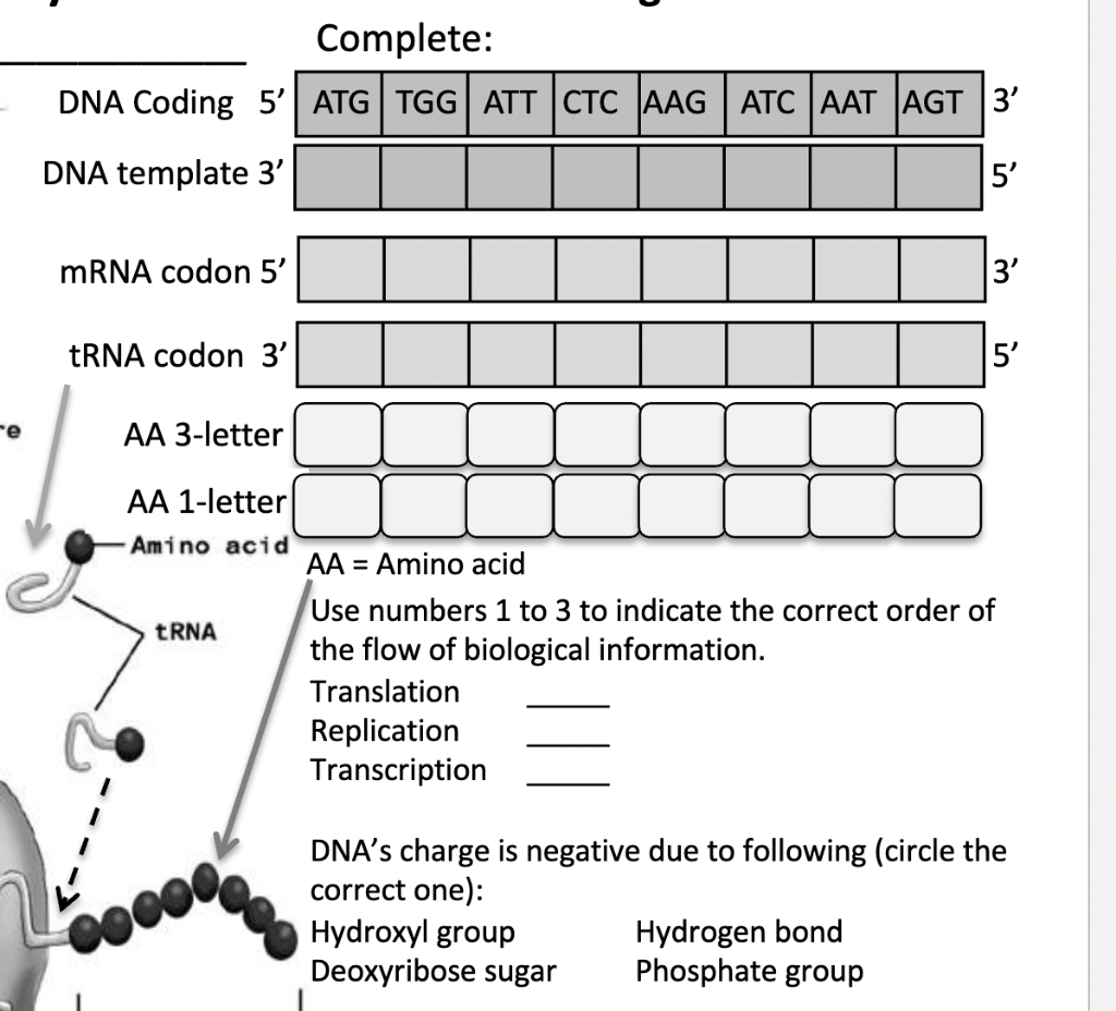 Solved Complete: mRNA codon 5' | Chegg.com