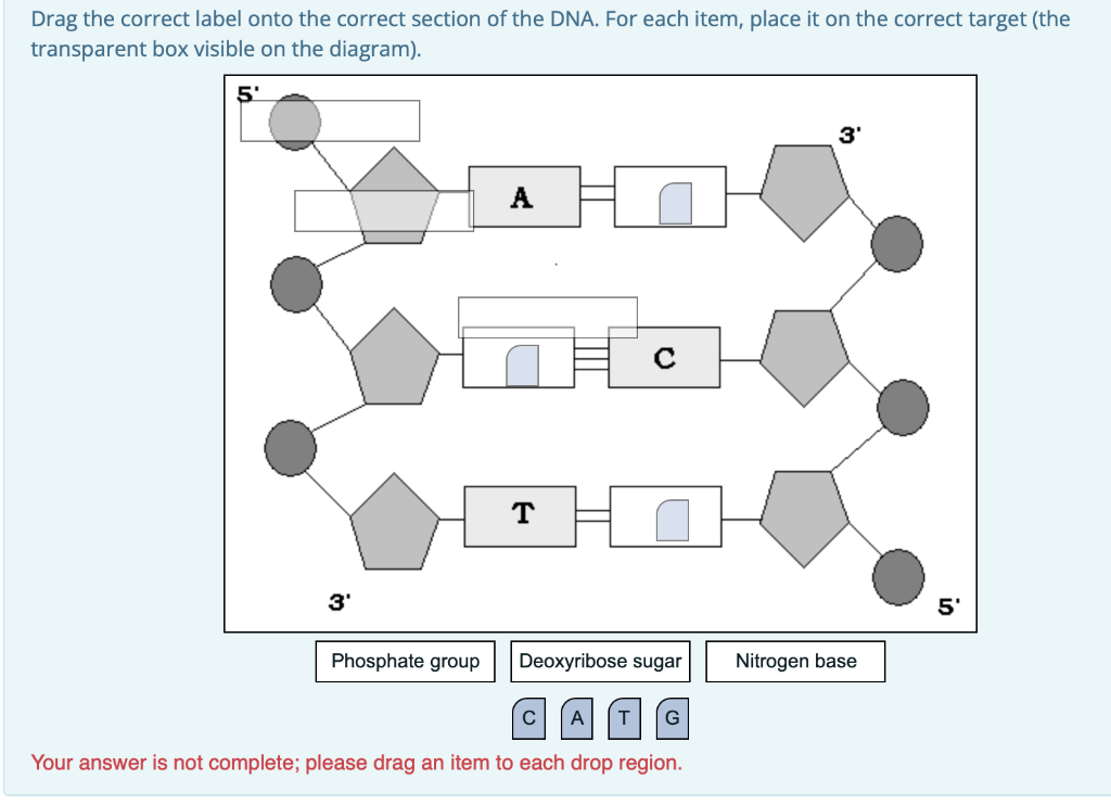 Solved Drag the correct label onto the correct section of | Chegg.com
