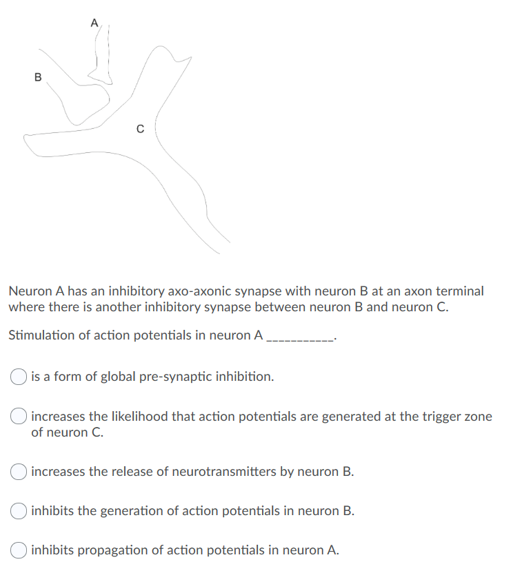 Solved A Neuron A has an inhibitory axo-axonic synapse with | Chegg.com