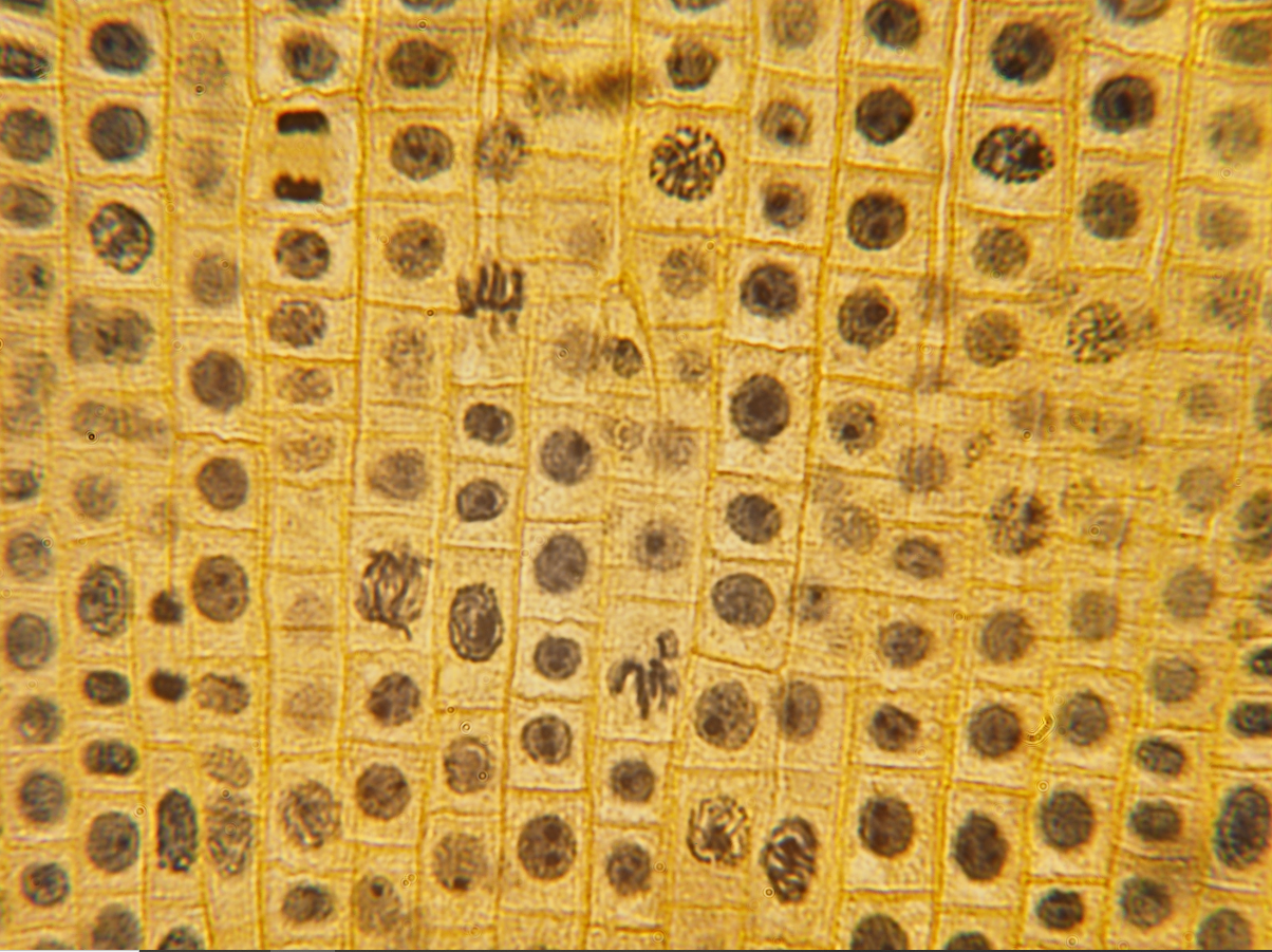 Solved Cell Division Lab Assignment Estimating the Time | Chegg.com