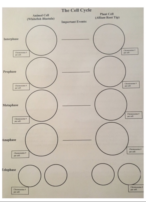 Mitosis In Animal Cell Whitefish Blastula - Mitosis in section of ...