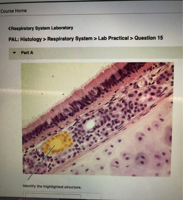 Solved Course Home Resplratory System Laboratory PAL: | Chegg.com