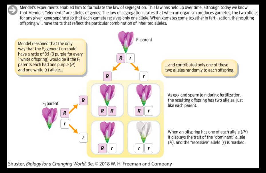 Solved 1. When Mendel self-pollinated plants from the | Chegg.com