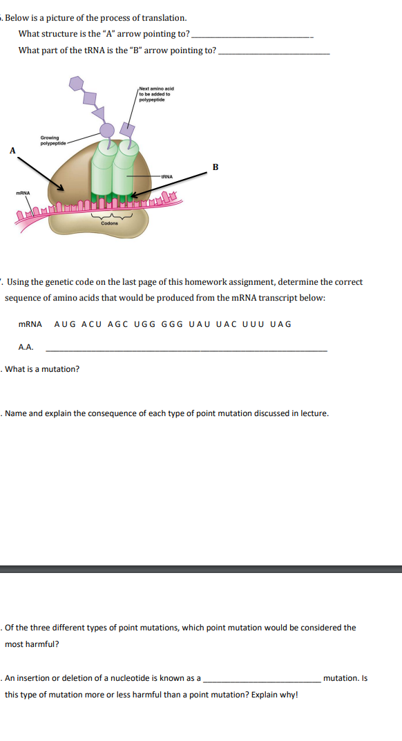 Solved .Below is a picture of the process of translation. | Chegg.com