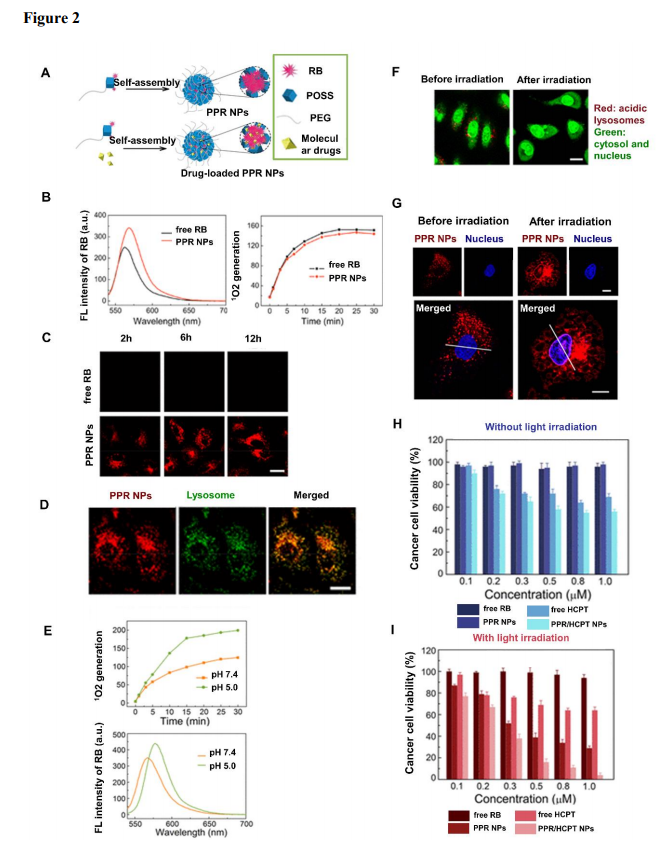 Solved (d) Based on Figure 2D, explain where the PPR NPs are | Chegg.com