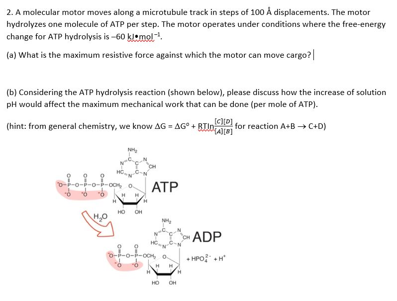 Solved 2. A molecular motor moves along a microtubule track | Chegg.com