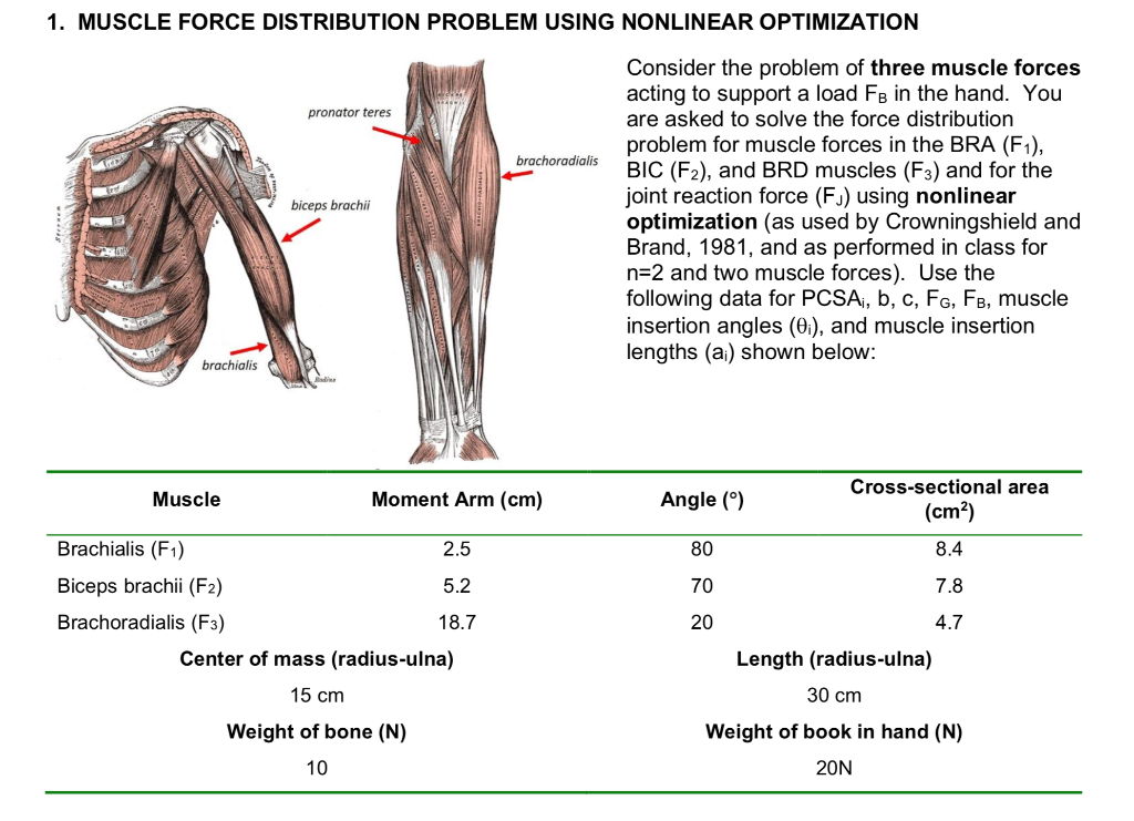 1. MUSCLE FORCE DISTRIBUTION PROBLEM USING NONLINEAR | Chegg.com