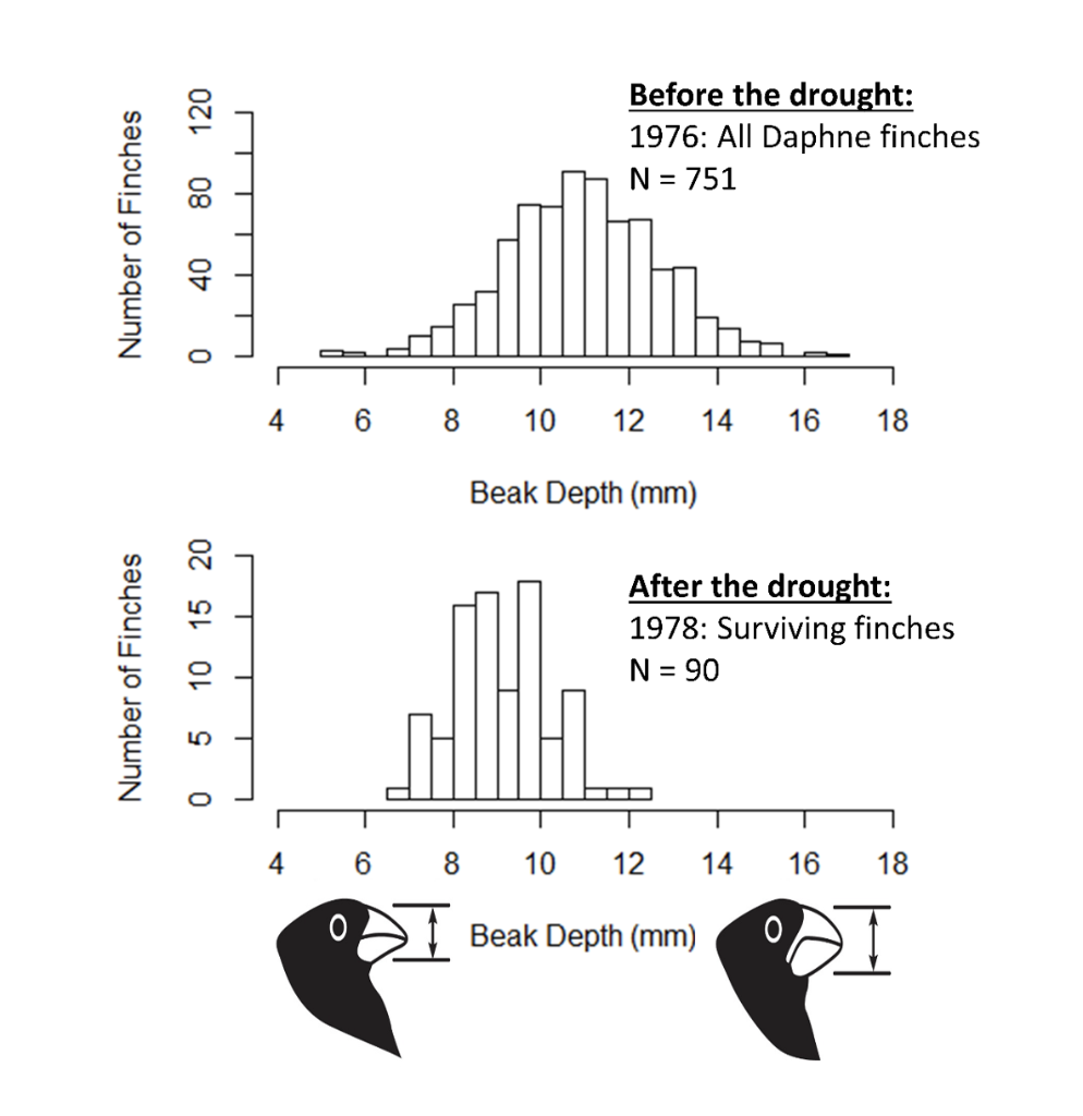 Solved Darwin’s finches on Daphne Major of the Galápagos | Chegg.com