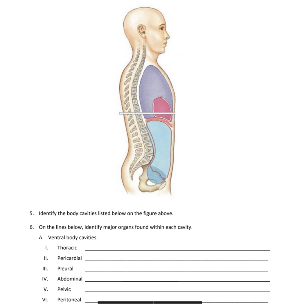 Solved PODOBLO 5. Identify the body cavities listed below on | Chegg.com