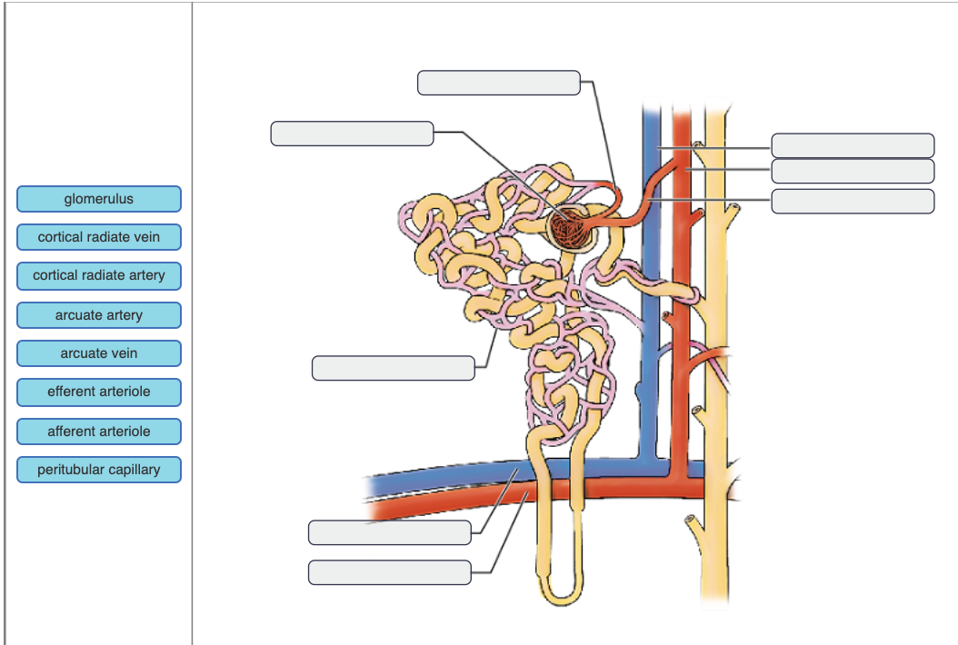 Solved Glomerulus Cortical Radiate Vein Cortical Radiate