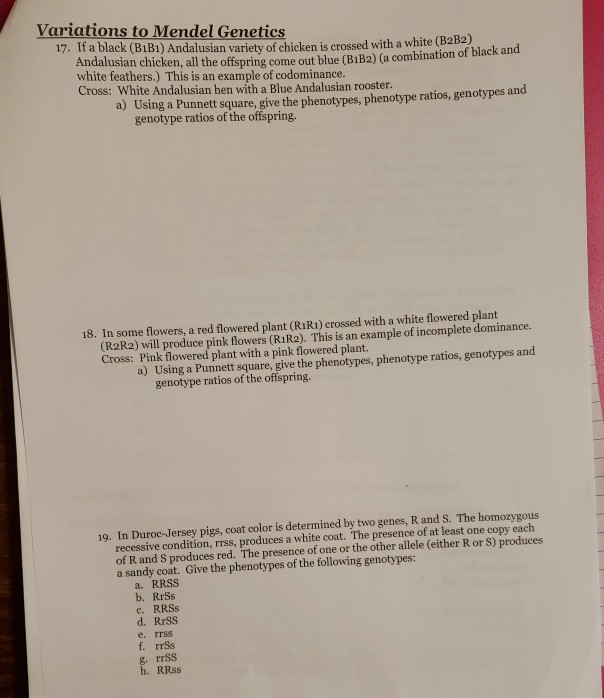 Solved Variations to Mendel Genetics 17. If a black (B1B1) | Chegg.com