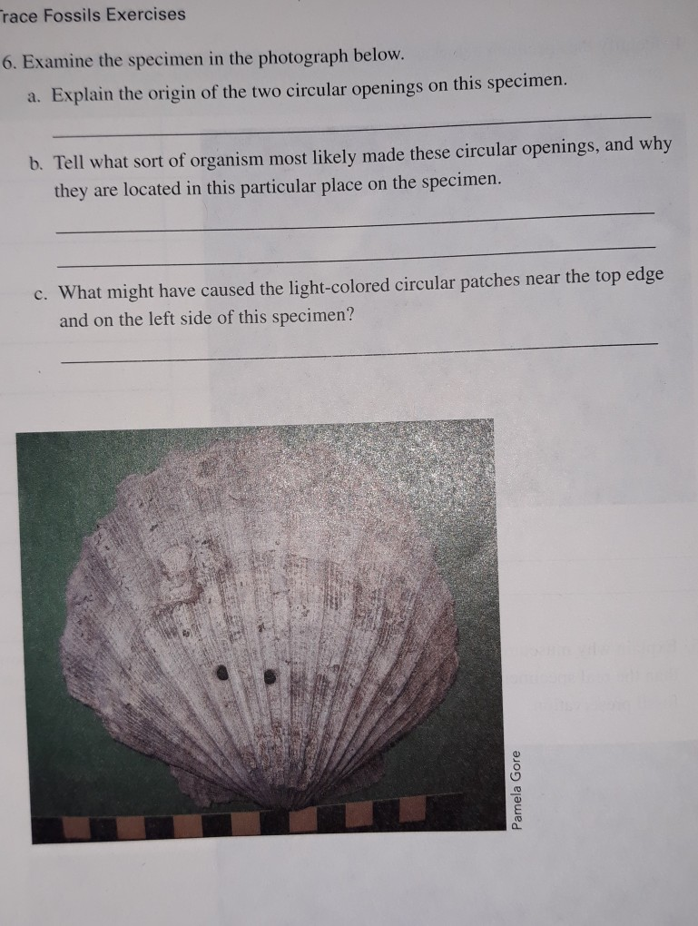 Solved race Fossils Exercises 6. Examine the specimen in the | Chegg.com Solved race Fossils Exercises 6. Examine the specimen in the | Chegg.com