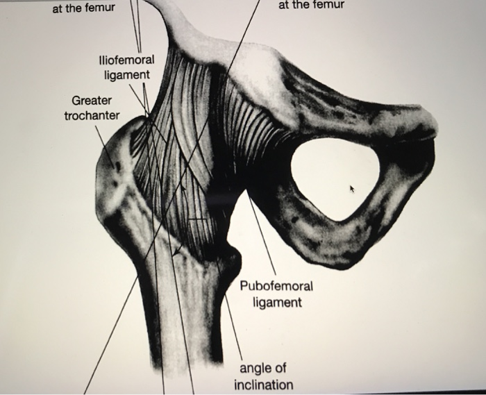 Solved 3. IL31 The pictures below represent a person's right | Chegg.com