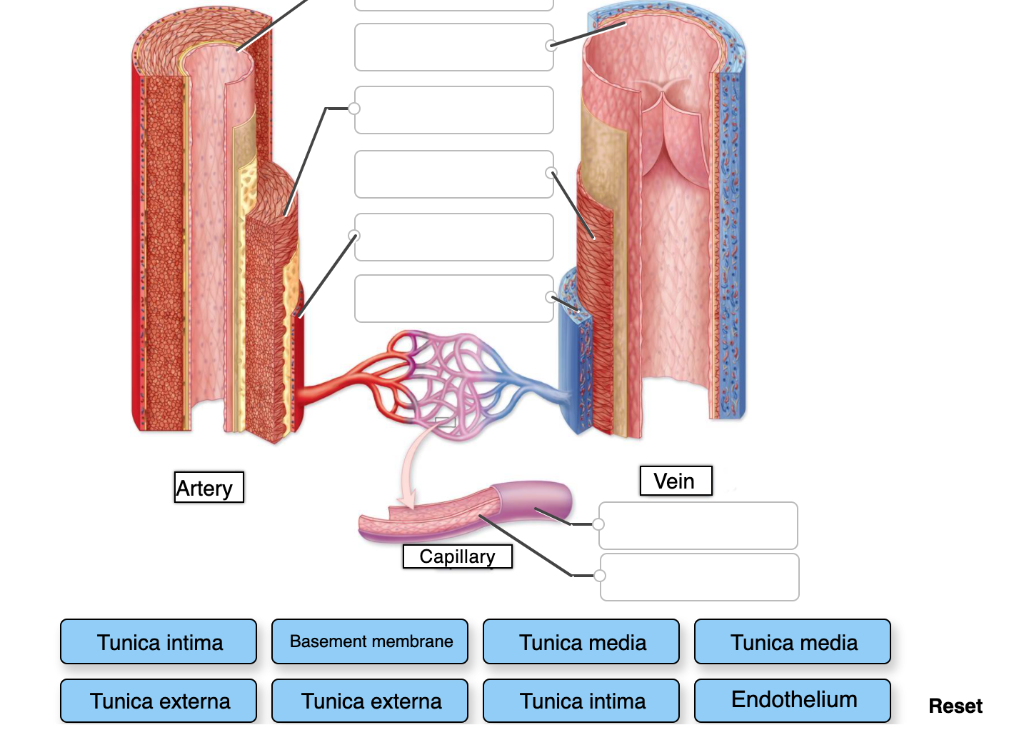 Solved Artery Vein Capillary Tunica intima Basement membrane | Chegg.com
