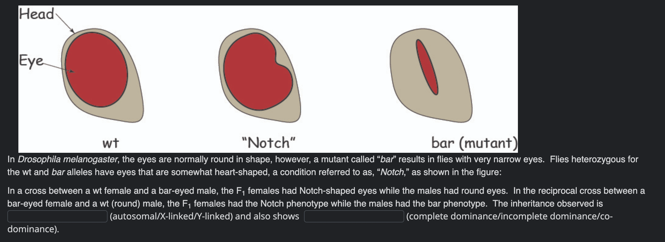 Solved Head Eye ( wt "Notch" bar (mutant) In Drosophila | Chegg.com