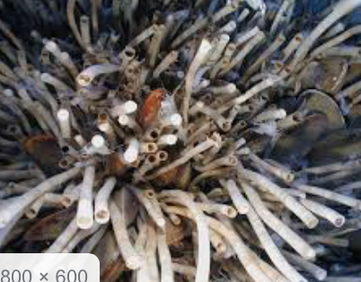 Solved describe pictures of species in your language in a | Chegg.com