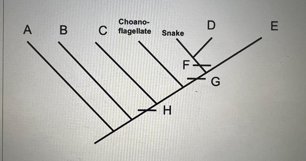 Solved Study the cladogram above and match the names of the | Chegg.com
