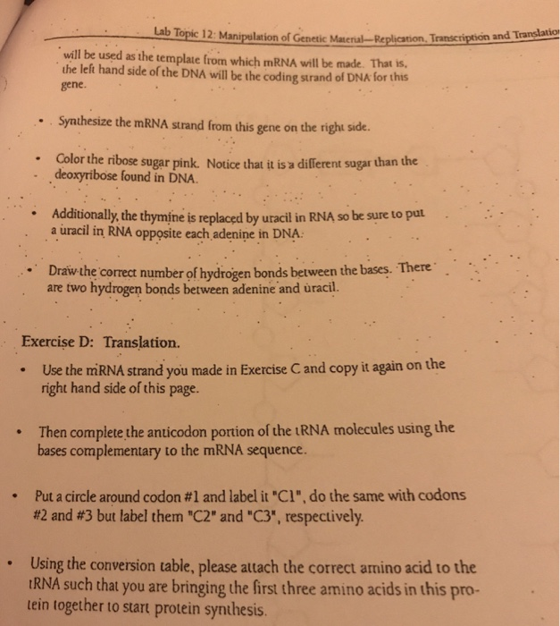Solved Exercise B: Replication. . Replicate the strands of | Chegg.com