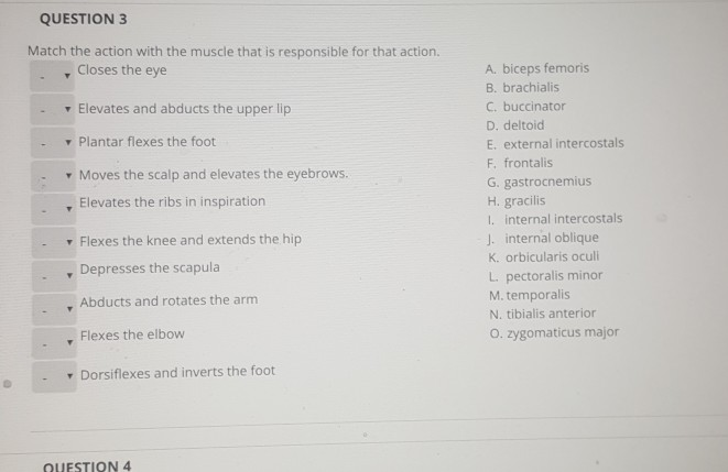 Solved QUESTION 3 Match the action with the muscle that is | Chegg.com